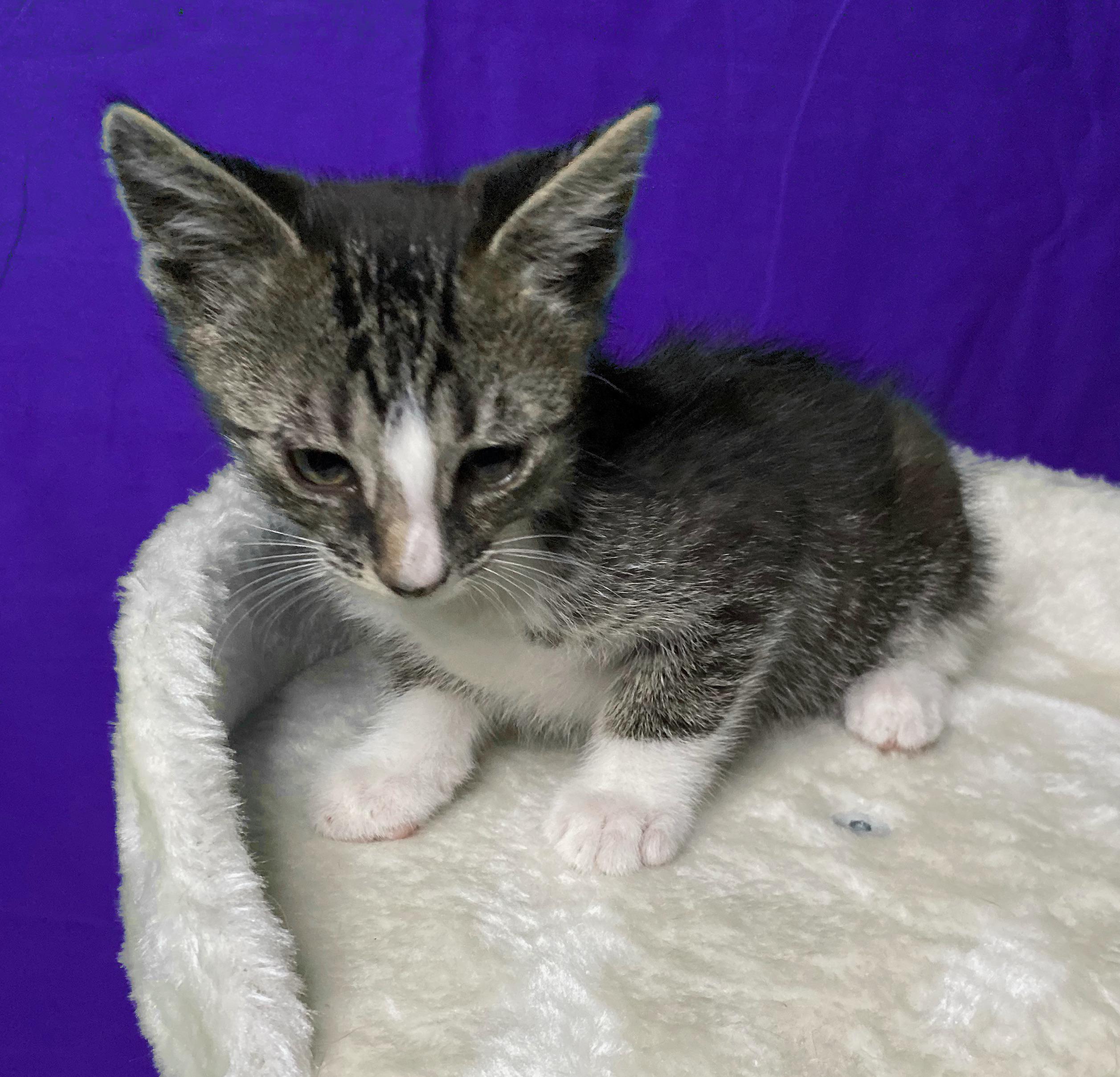 Little street kitties | Scrolller