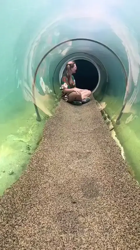 Zoo with a tunnel where you can get closer to a huge crocodile | Scrolller