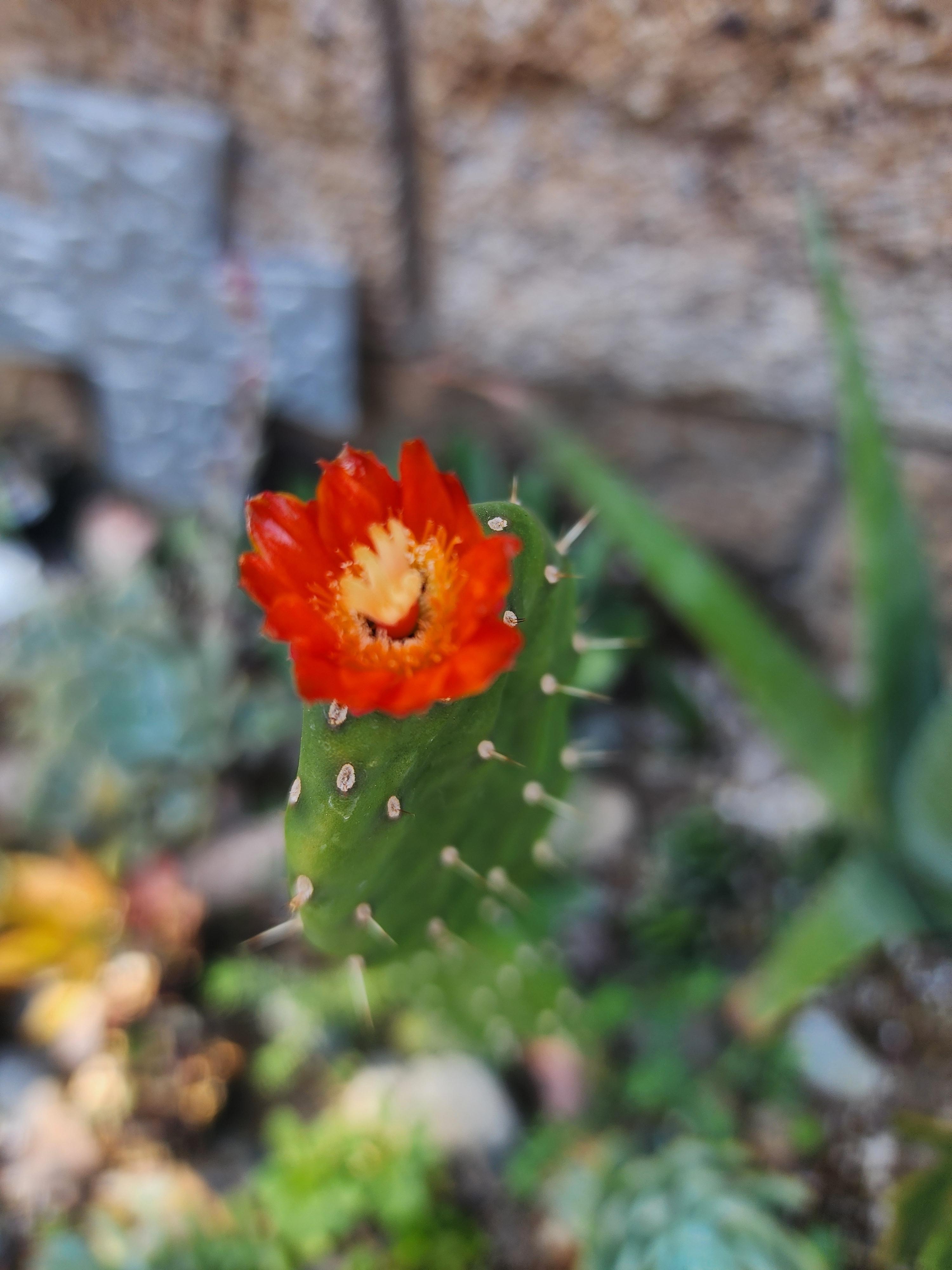 Flowering on my cactus :) | Scrolller