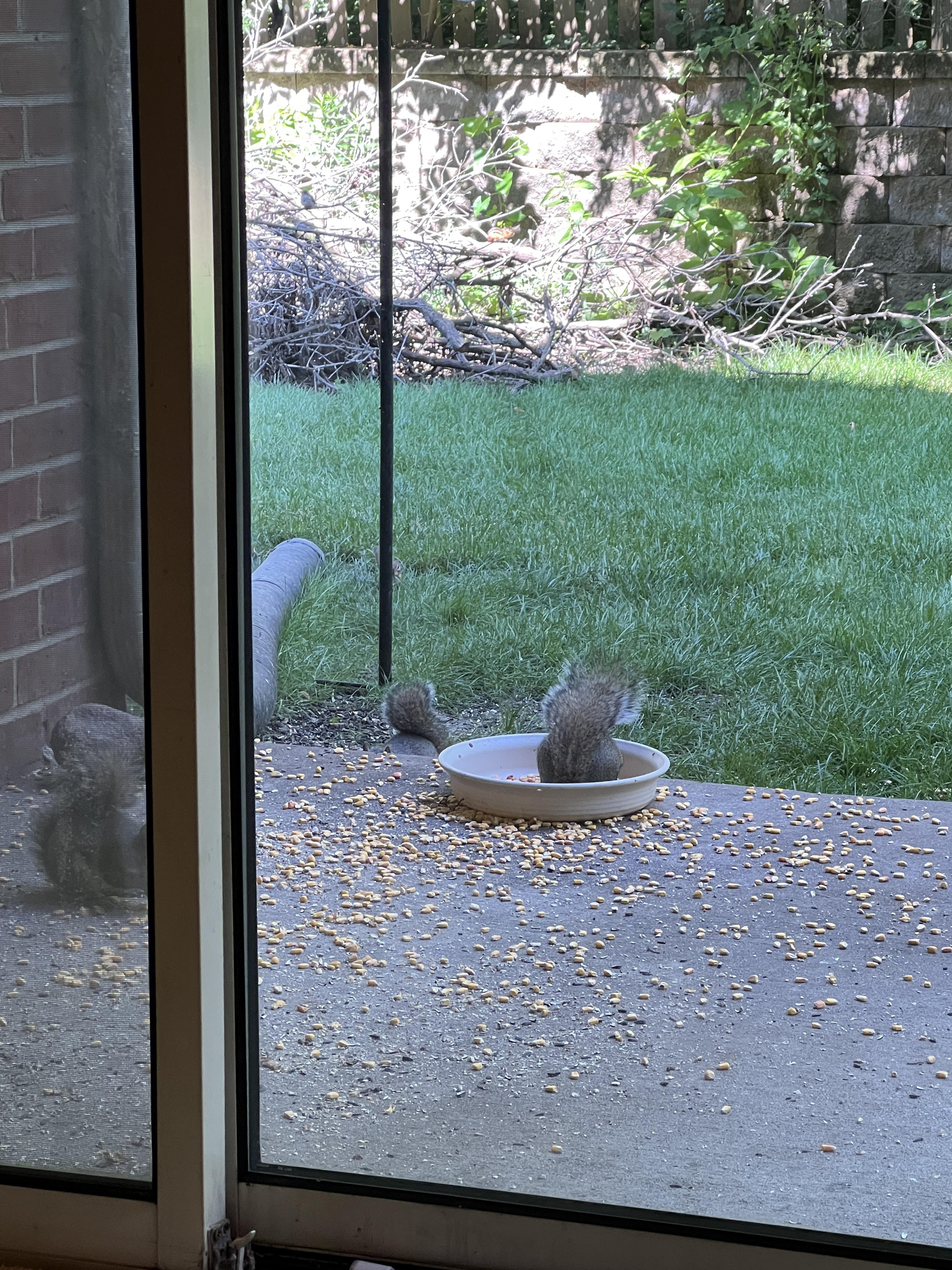 Discover more like Squirrels: Eating corn from the water bowl! and Related Content | Scrolller
