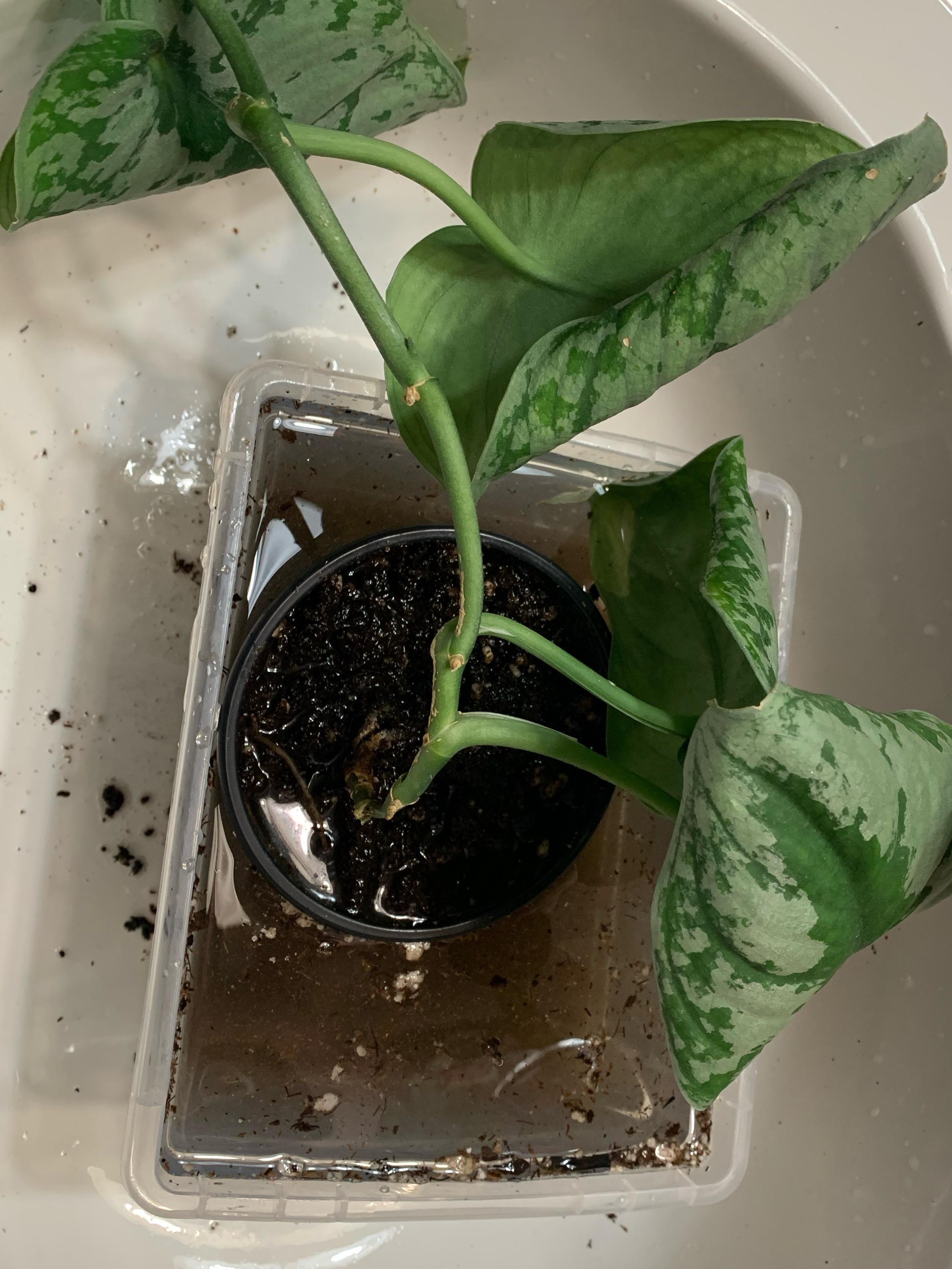 Leaves on my satin pothos are curling :( the stem at the top seems to ...