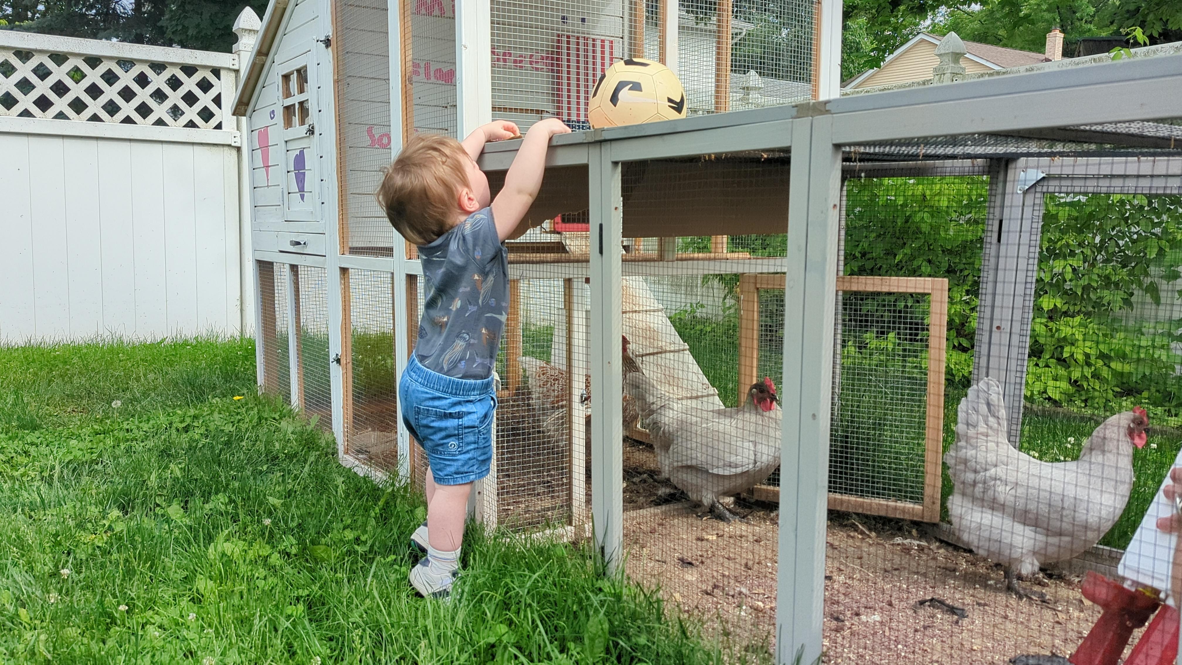 Can I add more chickens to the flock? | Scrolller