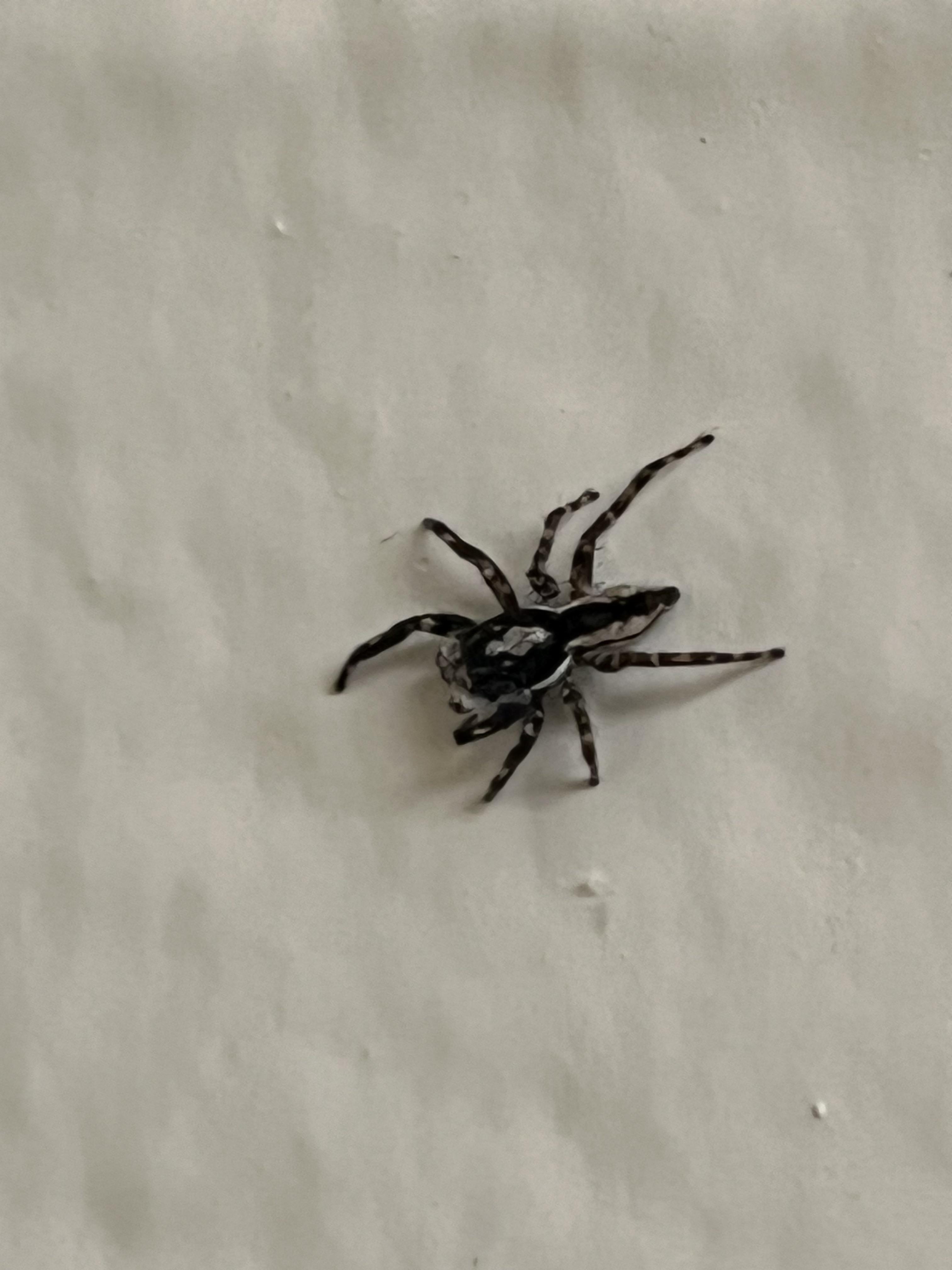 Who is this fella? Gainesville, FL | Scrolller