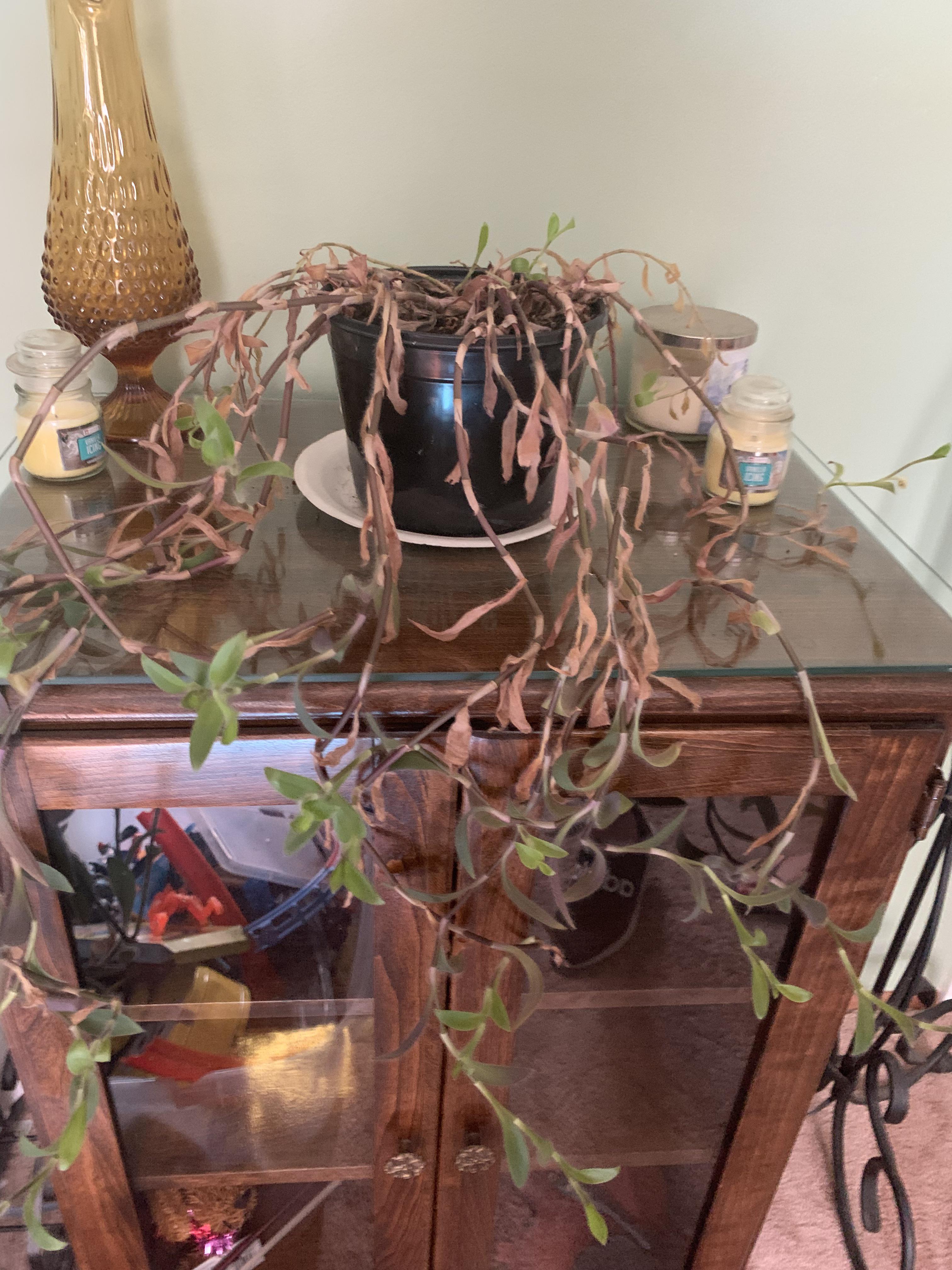 Help my moms plant | Scrolller