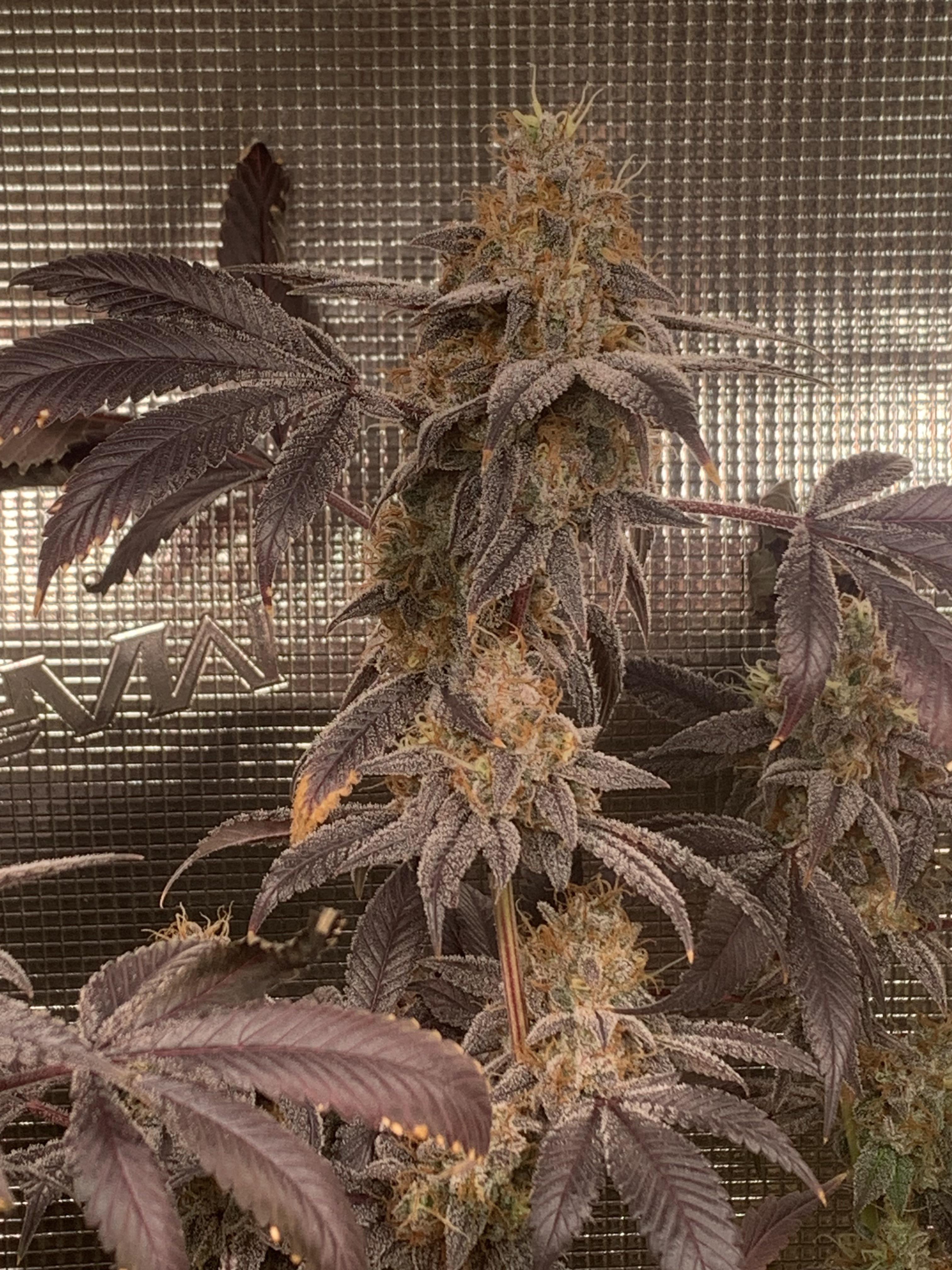 Zweet OG F2 day 73 | Scrolller