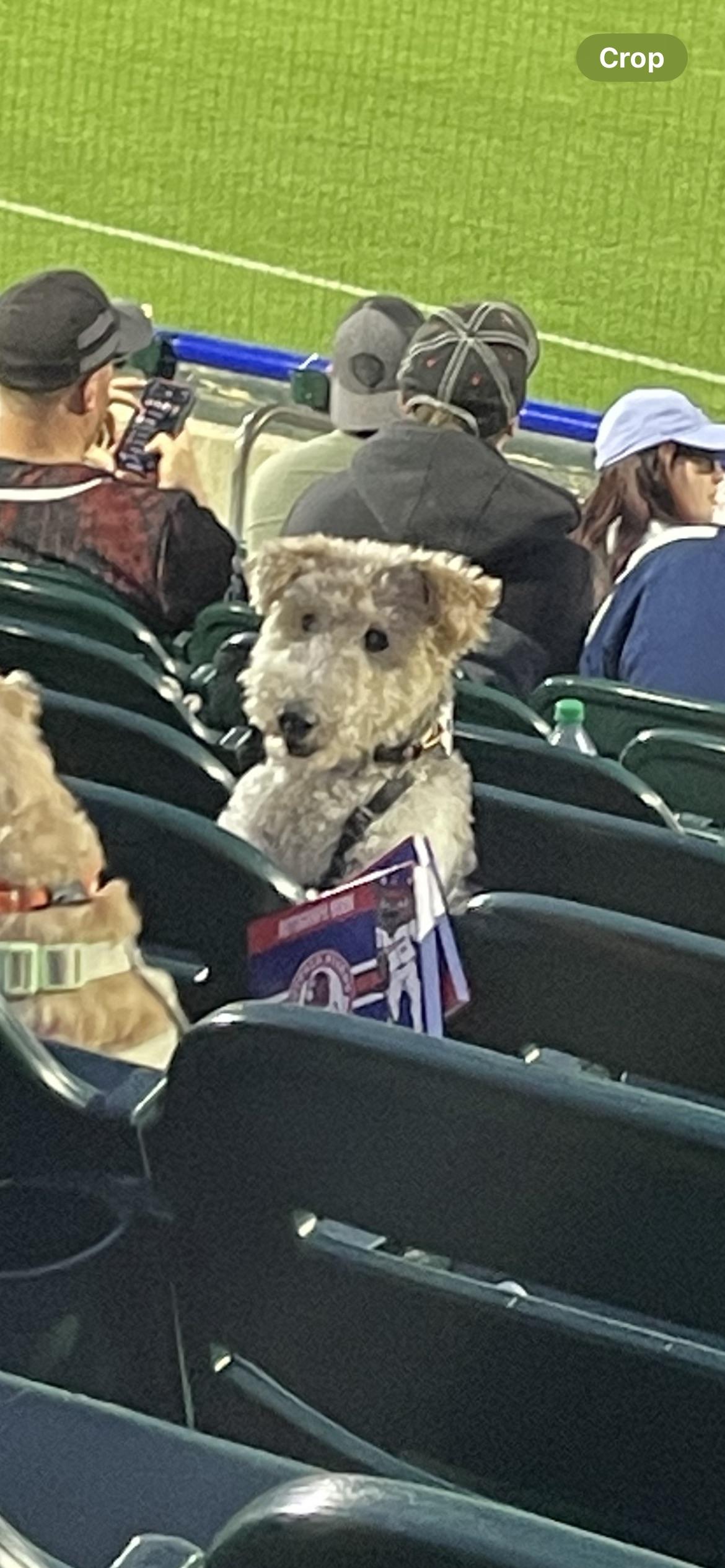 Breed ID? | Scrolller