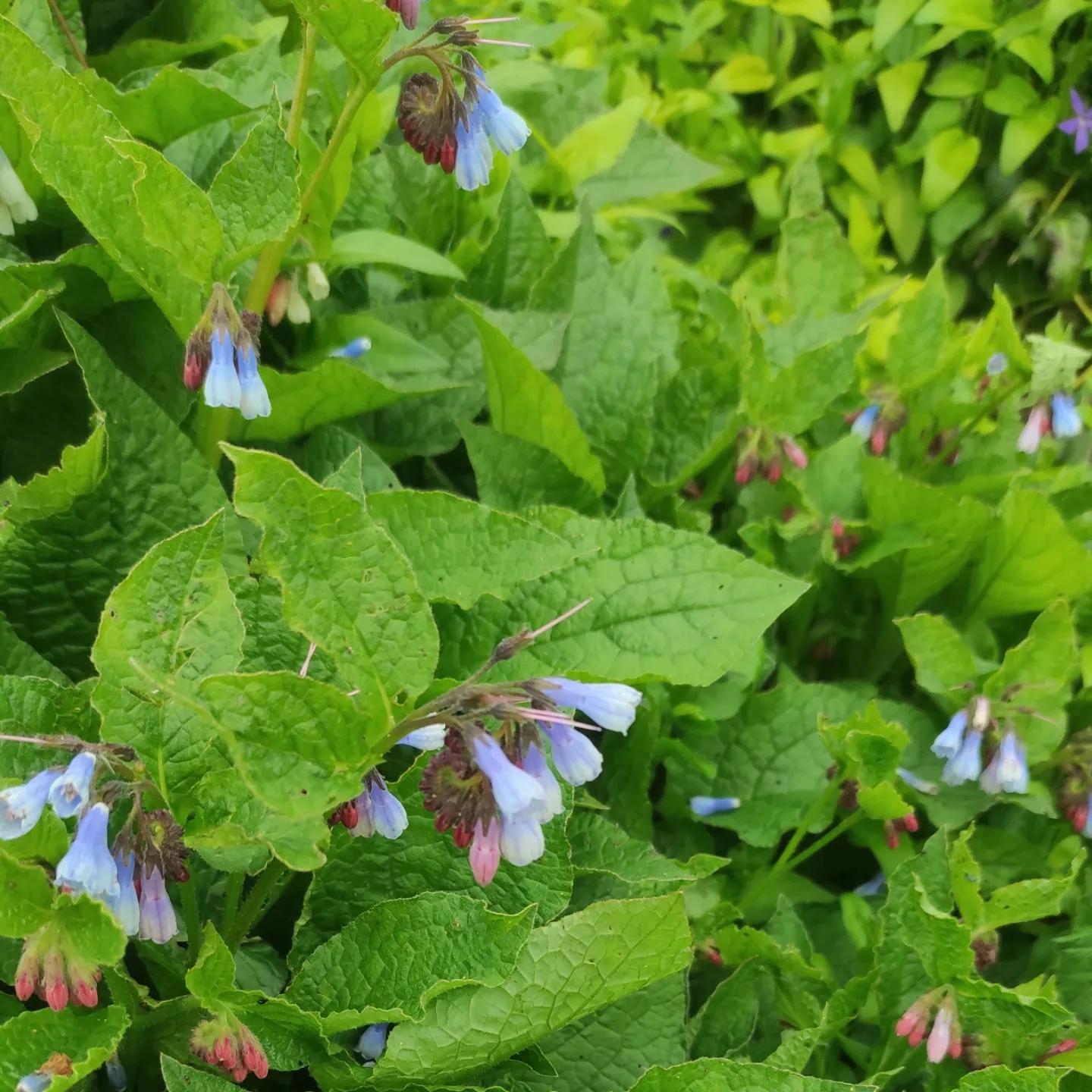 Today blooming encounter | Scrolller