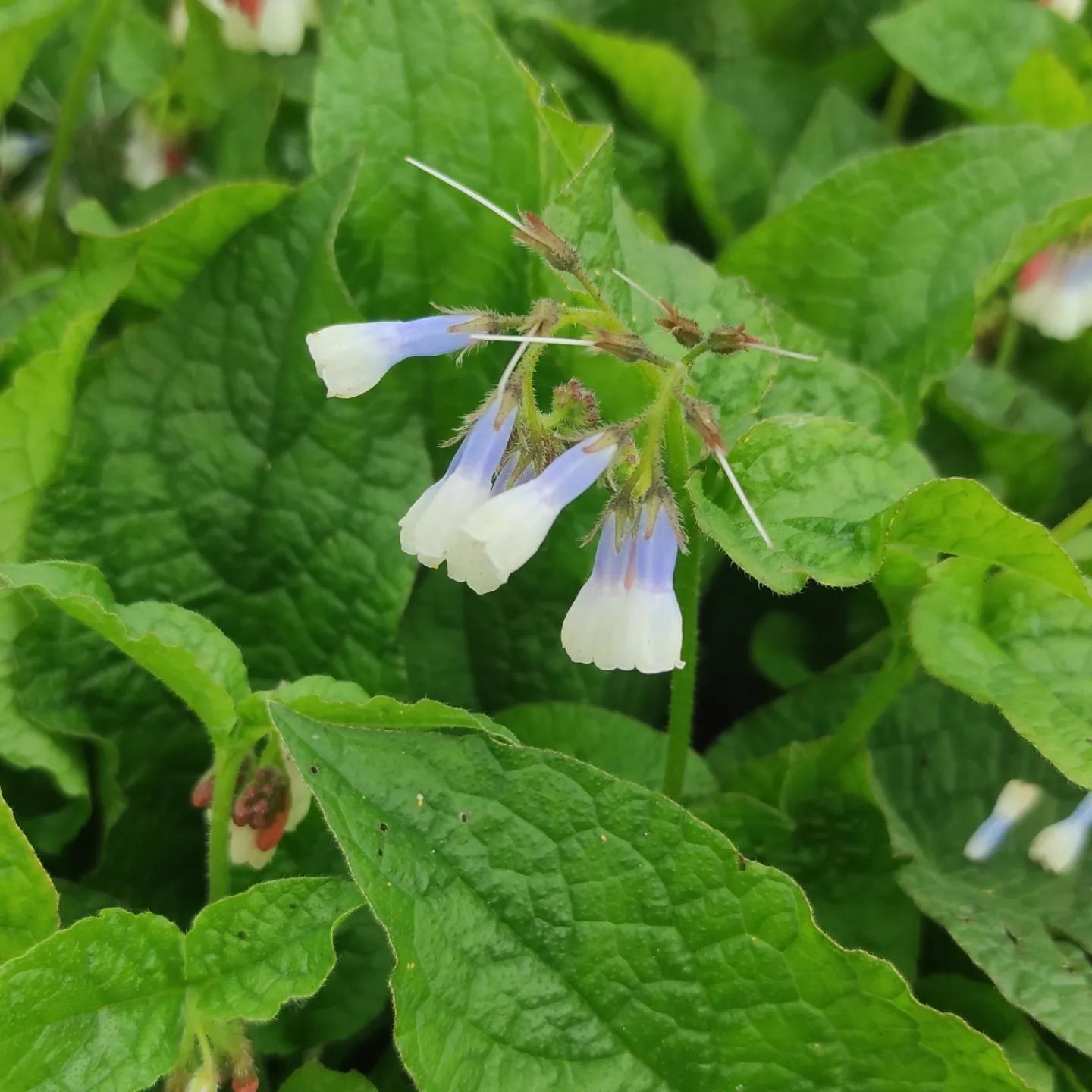 Today blooming encounter | Scrolller