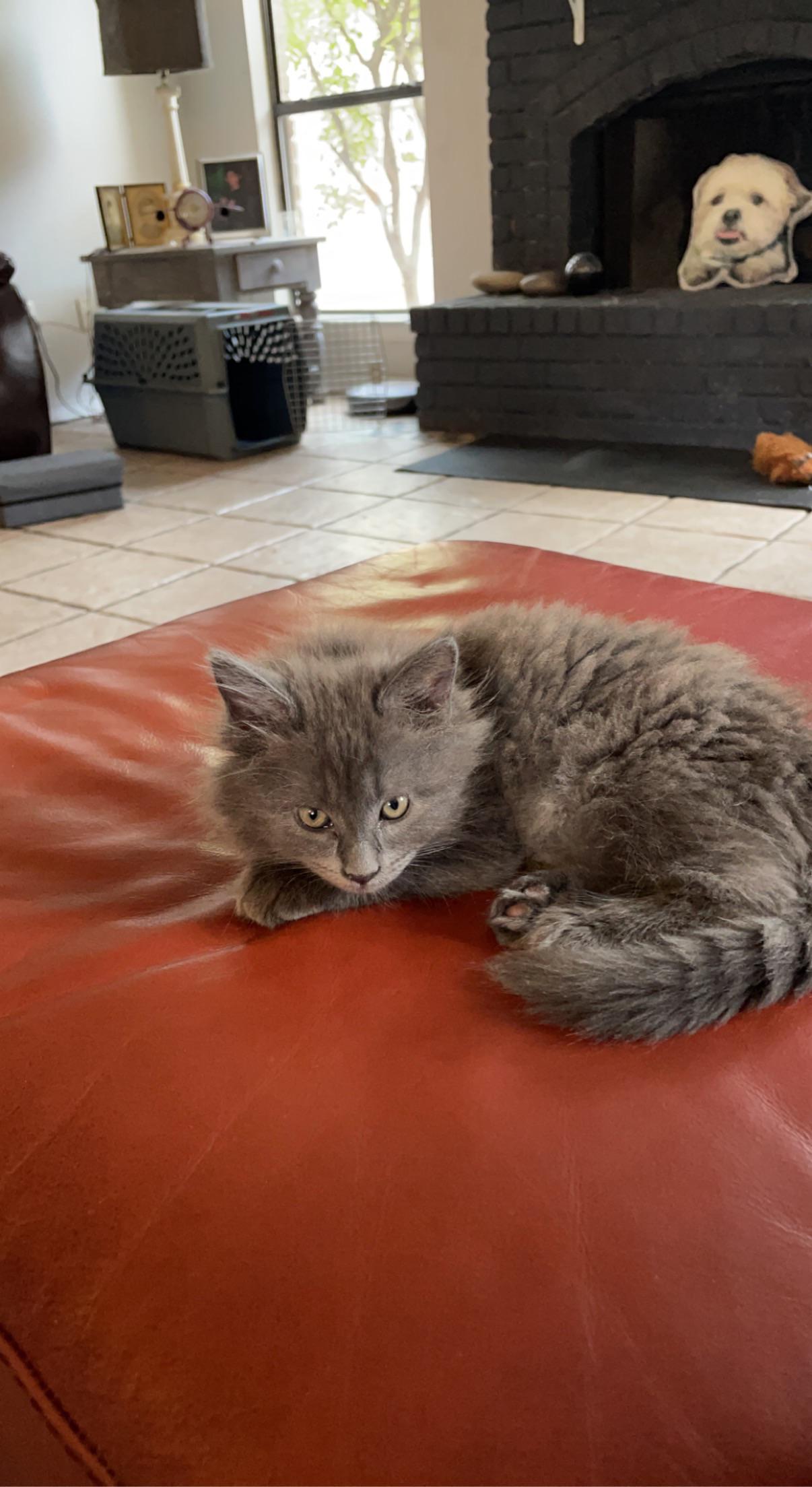 MEET ELLA | Scrolller