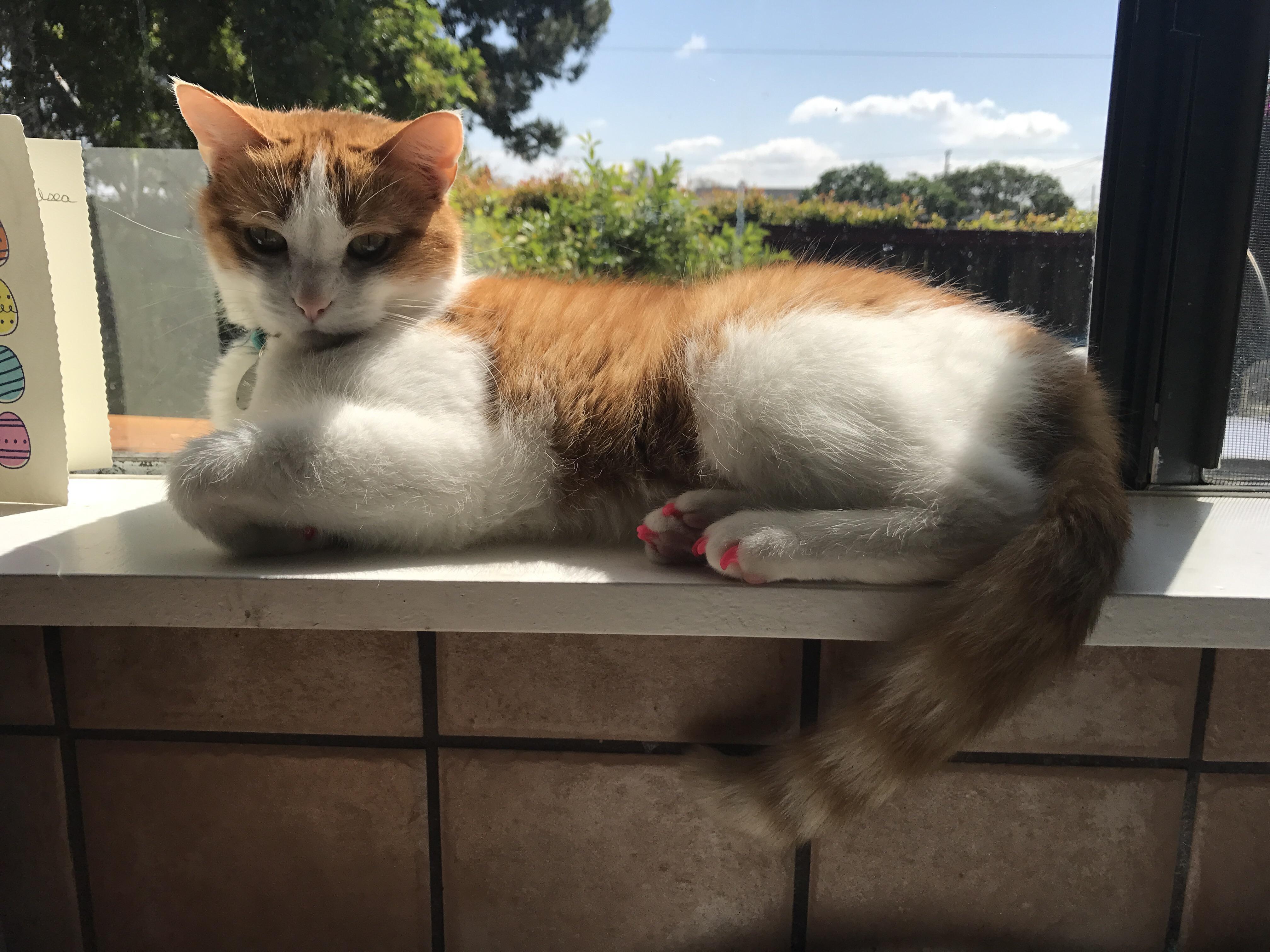 A fine specimen of a meow | Scrolller