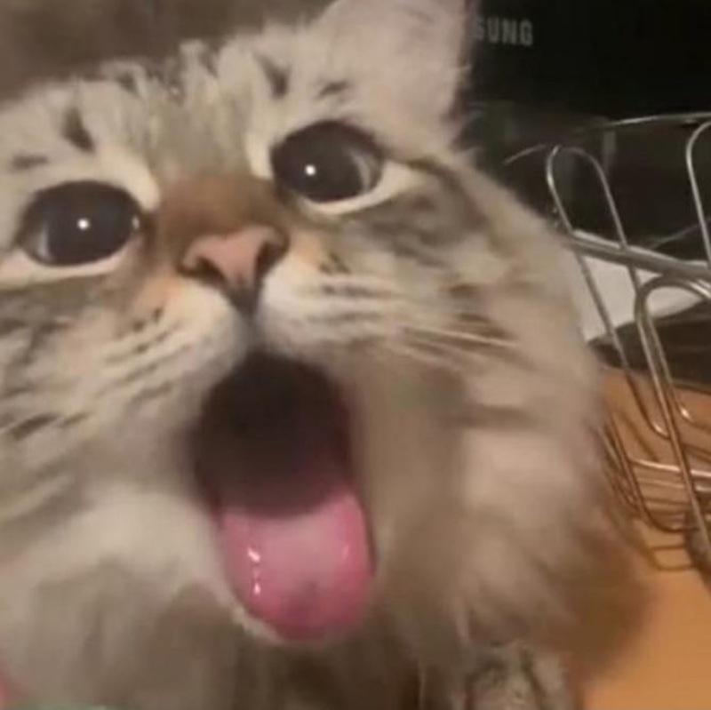 Blursed Cat | Scrolller