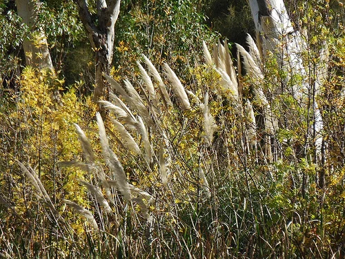 Pampas Blending In | Scrolller