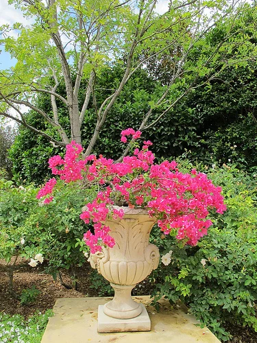 IMG_1978 | Scrolller