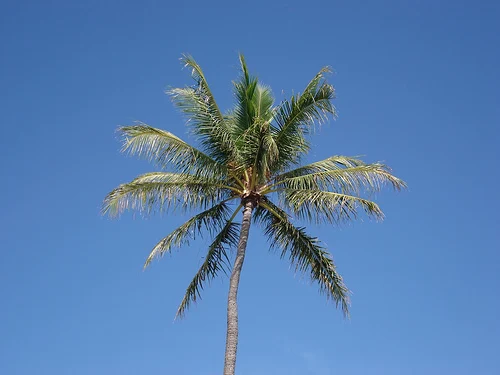 Palm Tree | Scrolller