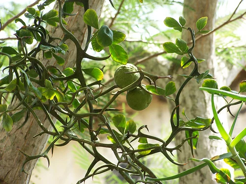 WDW Aug 27, 2006 | Scrolller