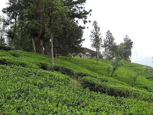 Upper Glencairn Bungalow in the tea fields | Scrolller