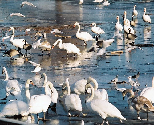 Swans in Bushy Park in winter 2 | Scrolller