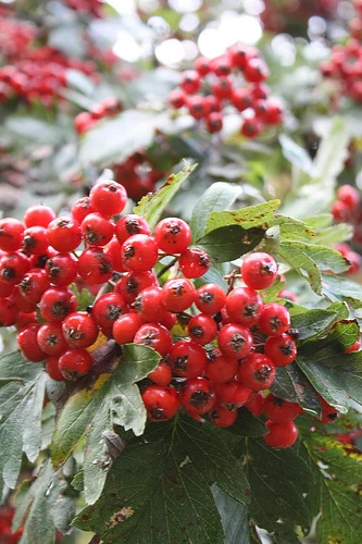 Botanical Gardens | Scrolller