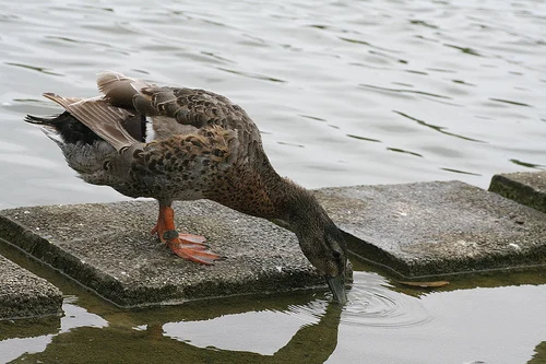 _MG_0997 | Scrolller