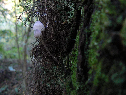 Treeside landscape | Scrolller