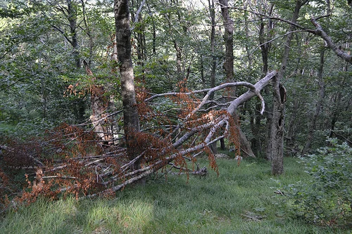 DSC_4587 | Scrolller