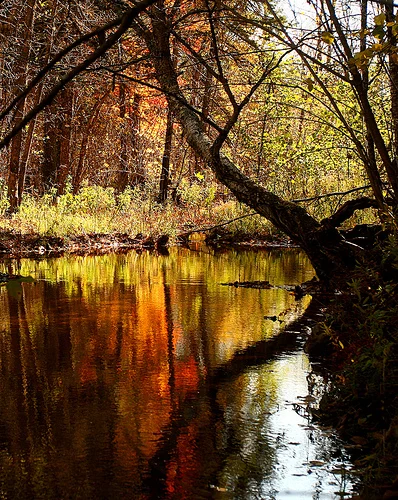 Reflections | Scrolller